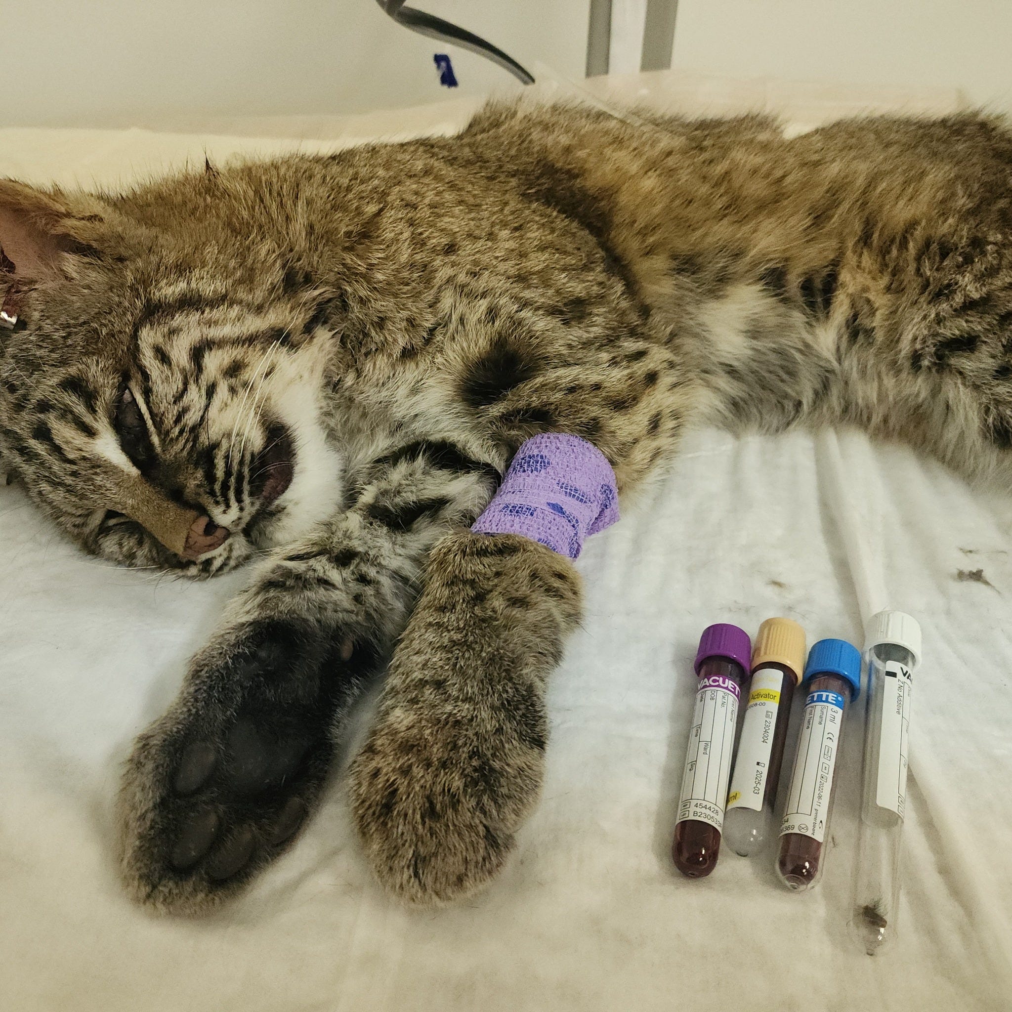 North Jersey wildlife refuge rescues bobcat cub with neck injury