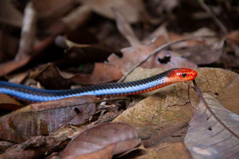 This electric blue snake’s venom could become a medical breakthrough