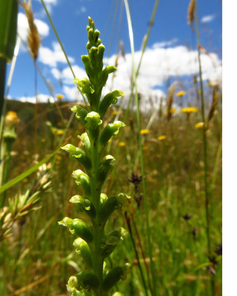 Protecting orchids found nowhere else on Earth