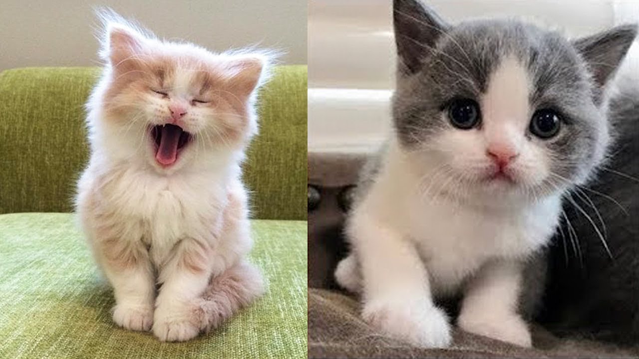 Sweet kittens bringing pure joy to all