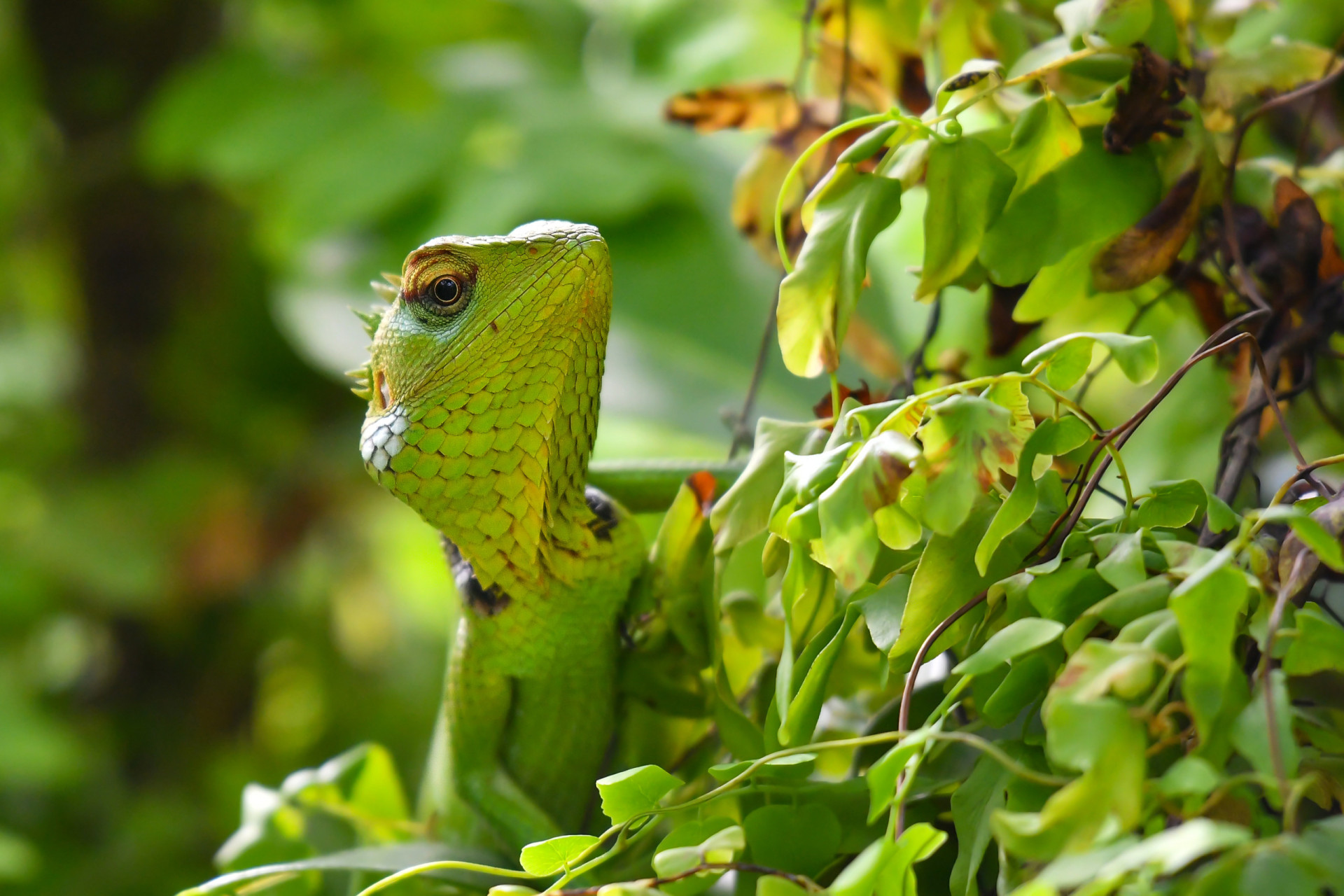 Le sang chaud, une stratégie de survie animale