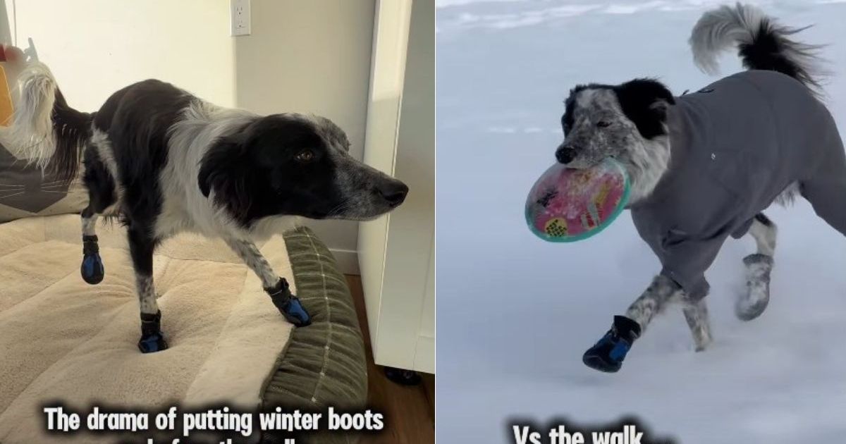 Dog displays two different personalities before & after wearing snow boots