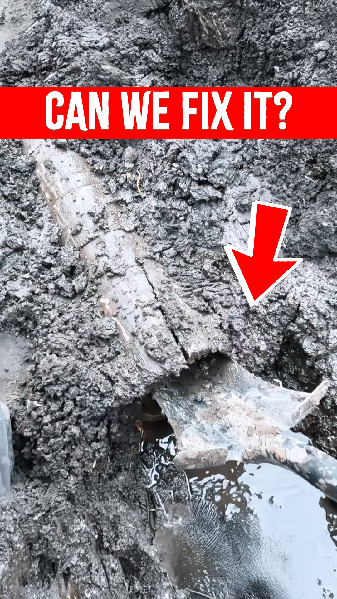 The new farm has lots of problems!