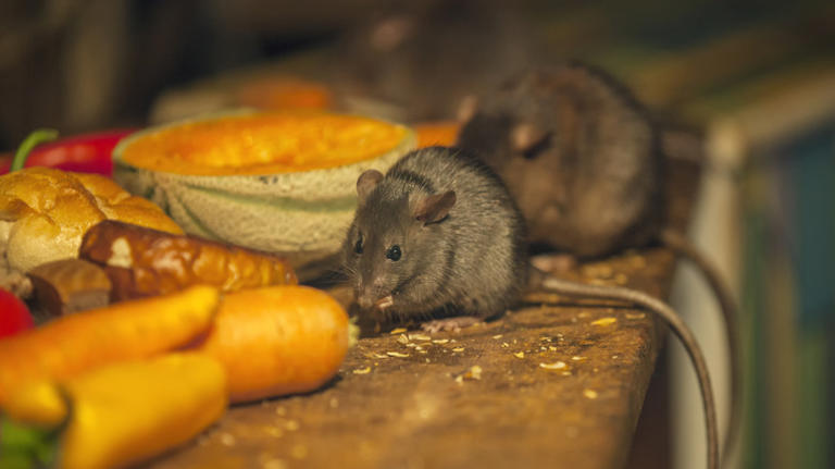 How to identify mouse damage in your home