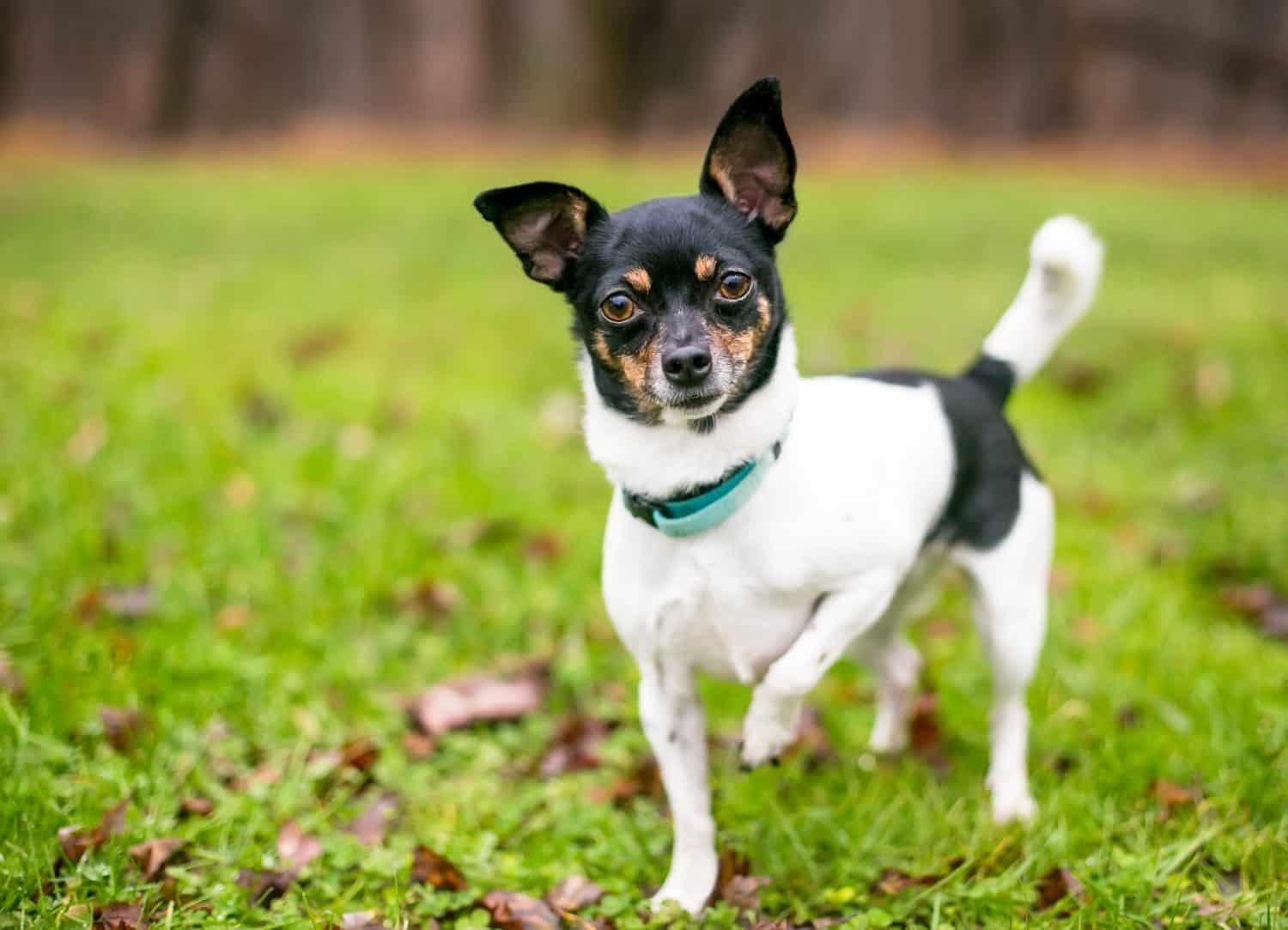 Compact canines: Family-friendly small dog breeds
