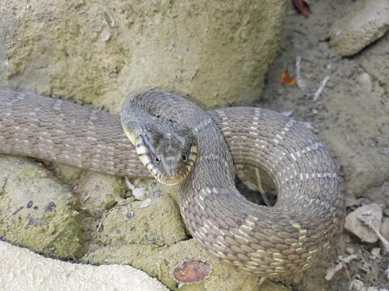 These 2 Central Texas rivers are among the most 'snake-infested' in the ...