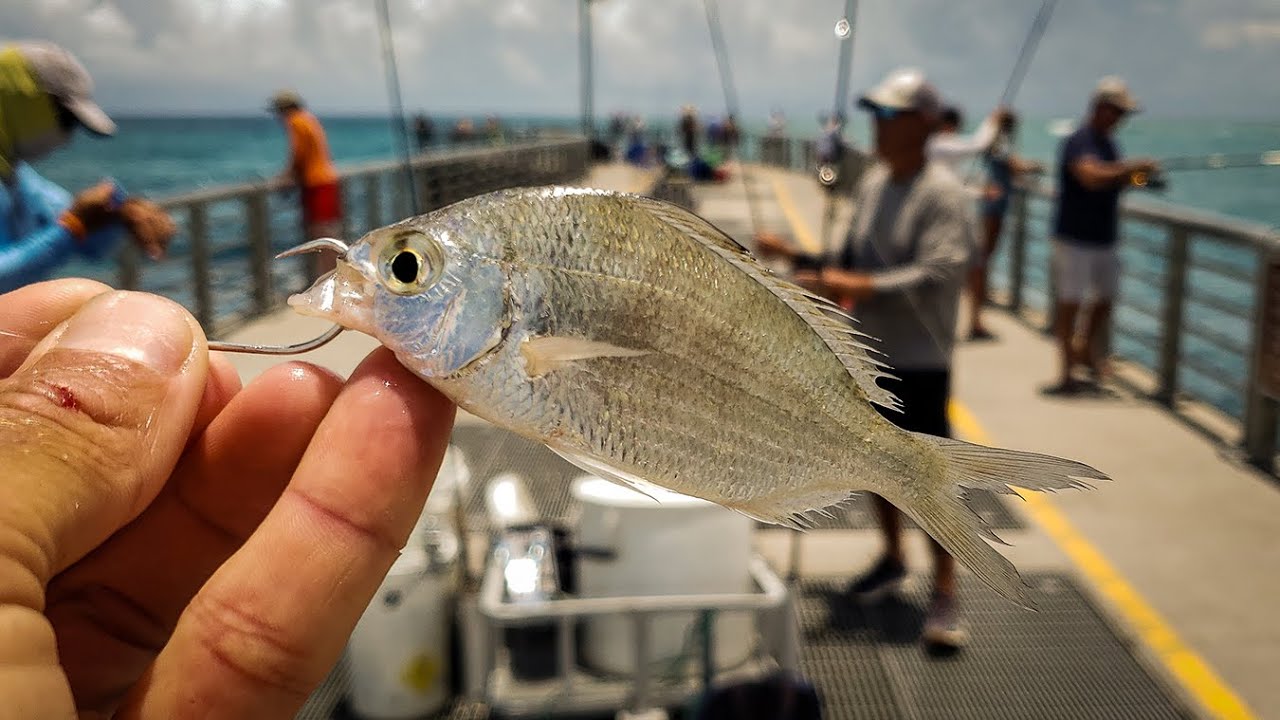 Jetty fishing with the perfect bait