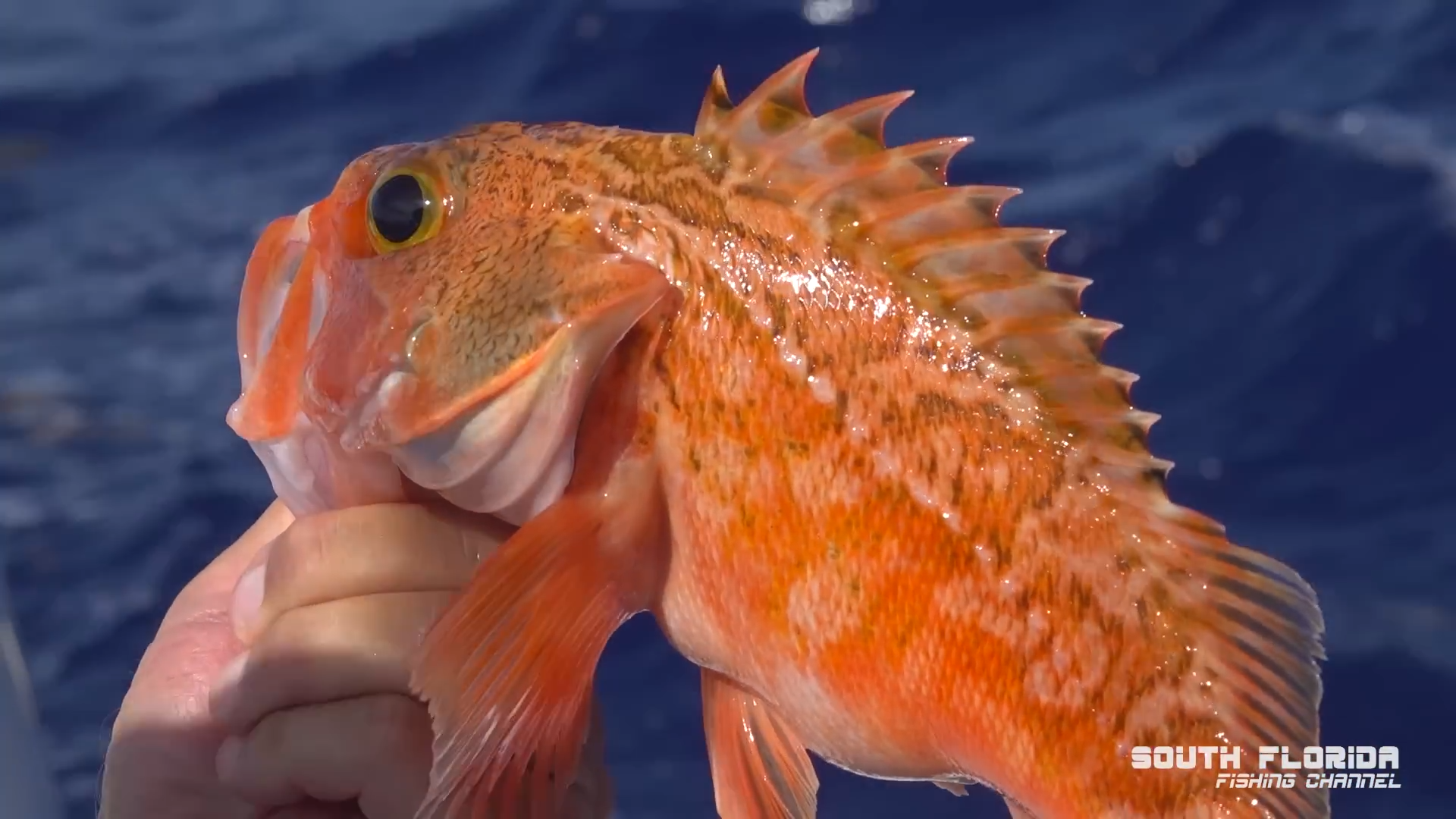 Hunting delicious orange fish in the depths off Marathon