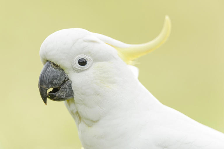 7 adorable signs your pet cockatoo trusts you, say experts