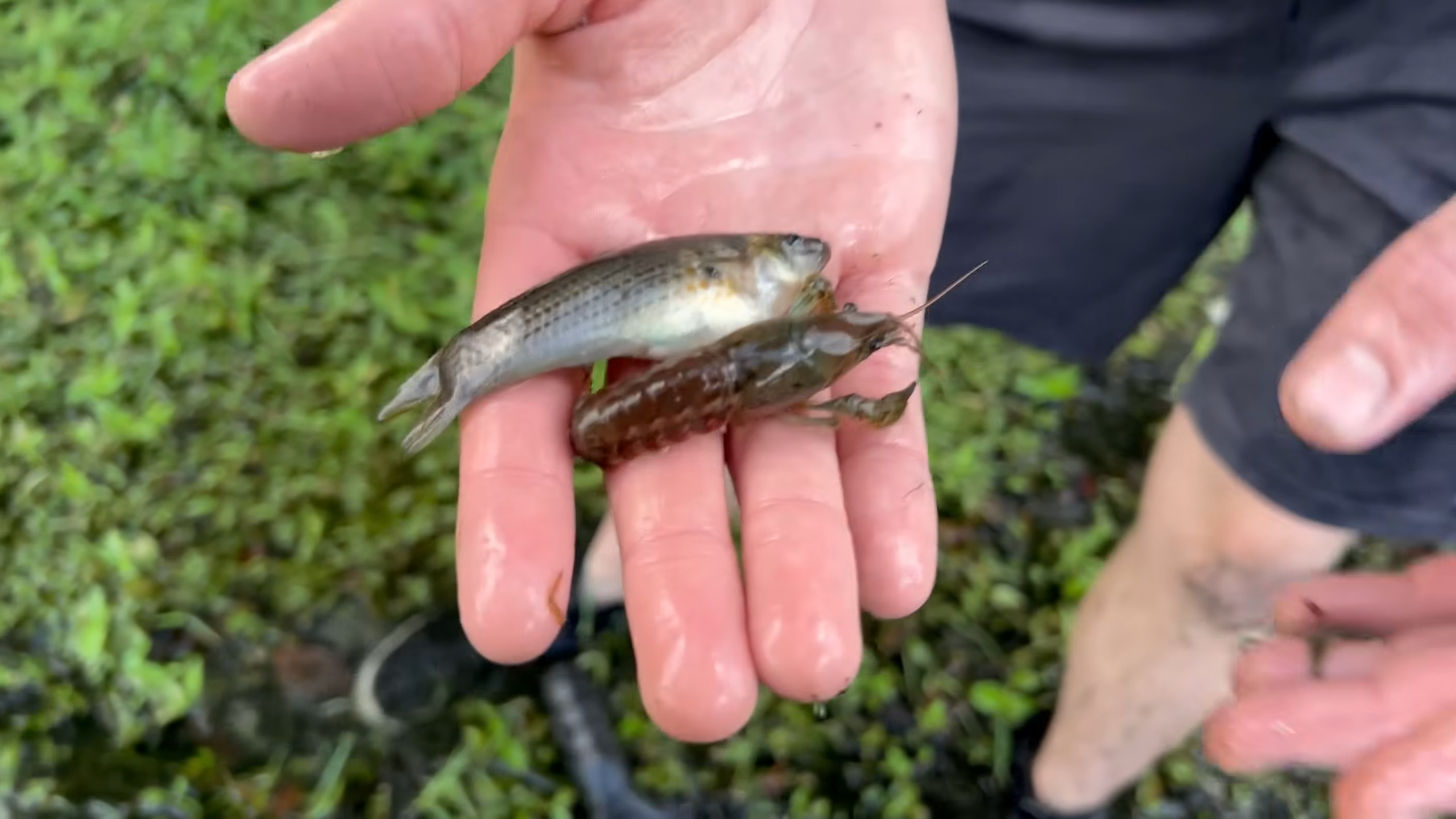 Found a sewer filled with aquarium fish