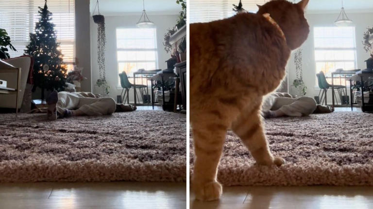 Owner fakes fainting: Her cat's reaction will surprise absolutely no ...