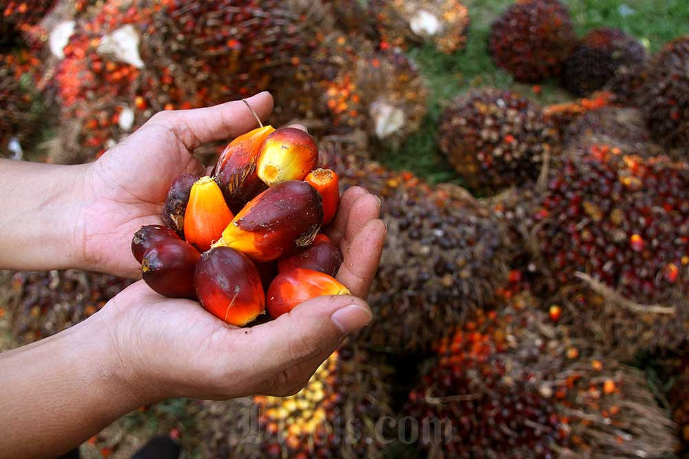 Jadi saham pilihan tahun kuda api 2026, Astra Agro (AALI) menuju Rp8.000?