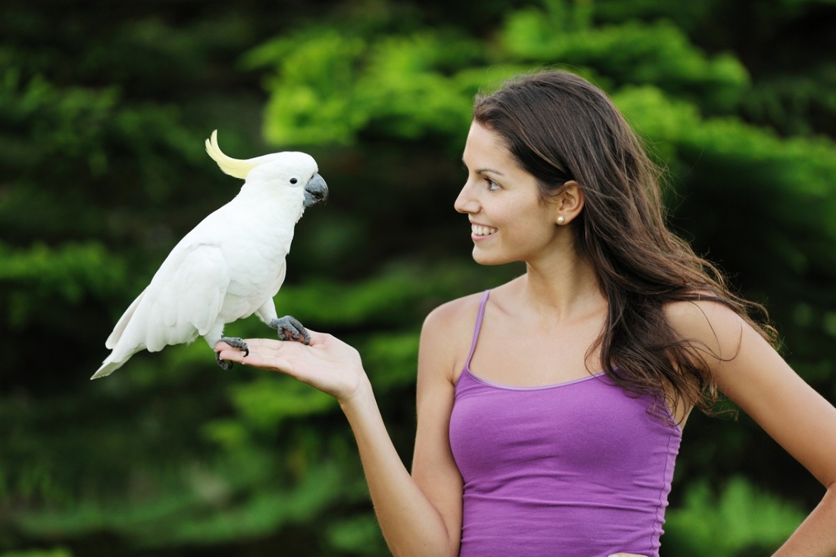 7 adorable signs your pet cockatoo trusts you, say experts