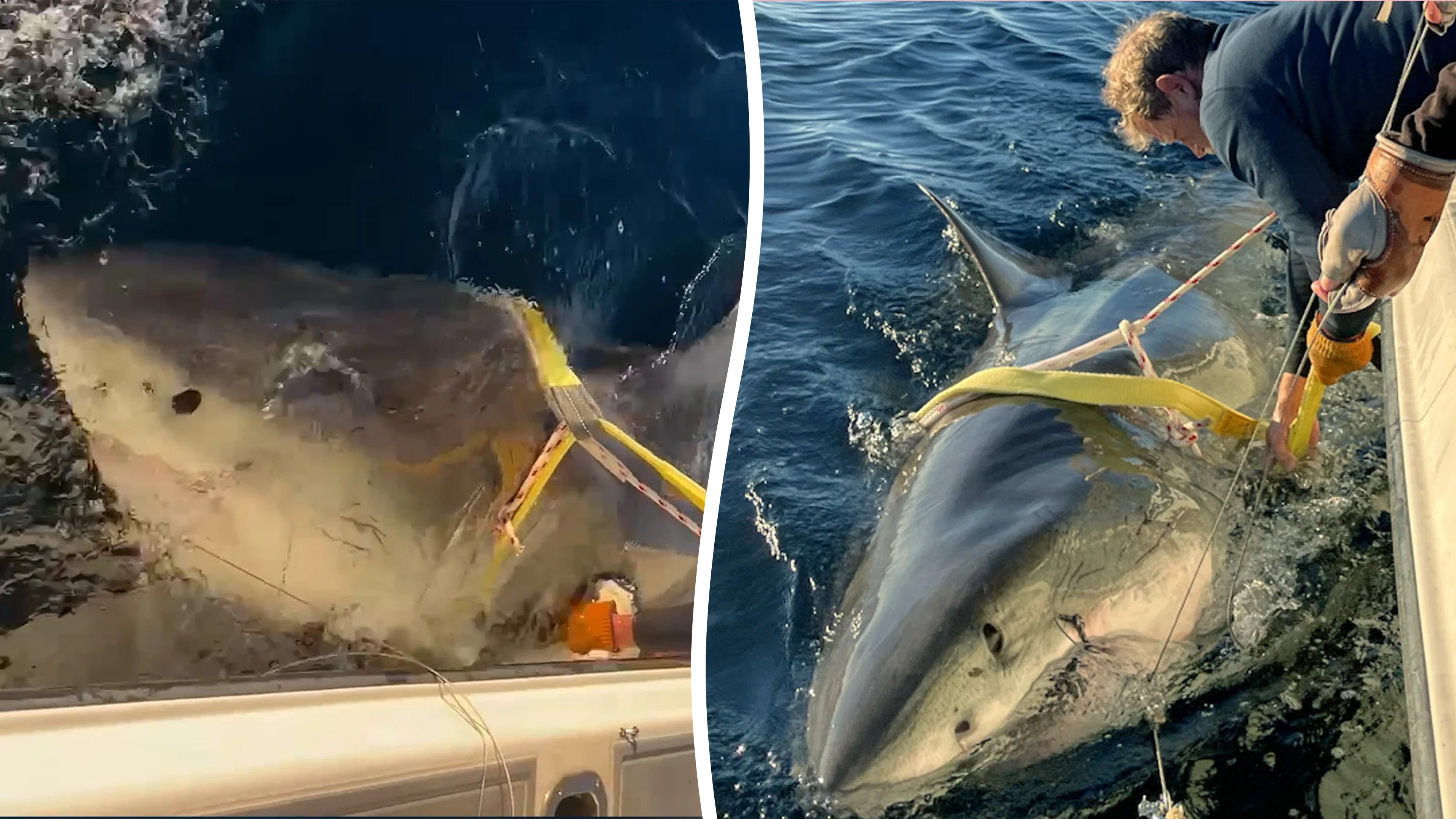 'Biggest ever' great white shark pings off South Carolina coast