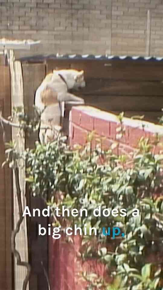 How this escape artist dog climbed a brick wall