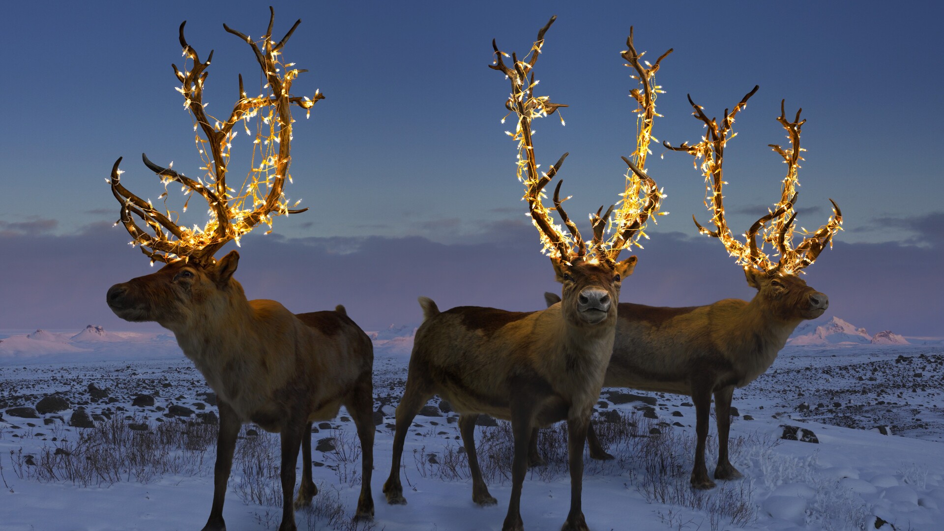 UK farmer may be forced to cull her reindeer after council designates ...
