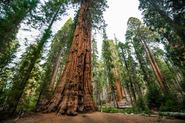 Best places to see giant sequoias in CA