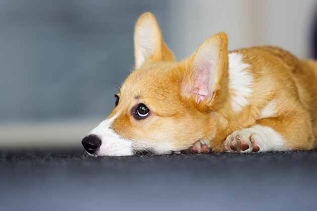 What your dog's behaviors really mean
