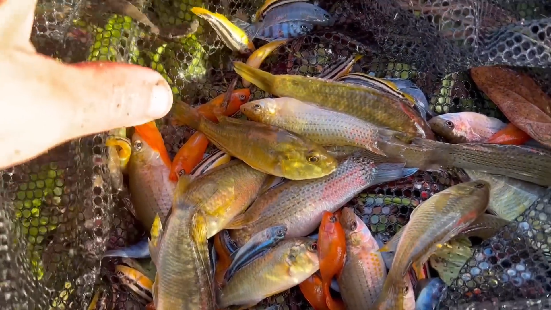 I caught tons of aquarium fish for my new tank setup