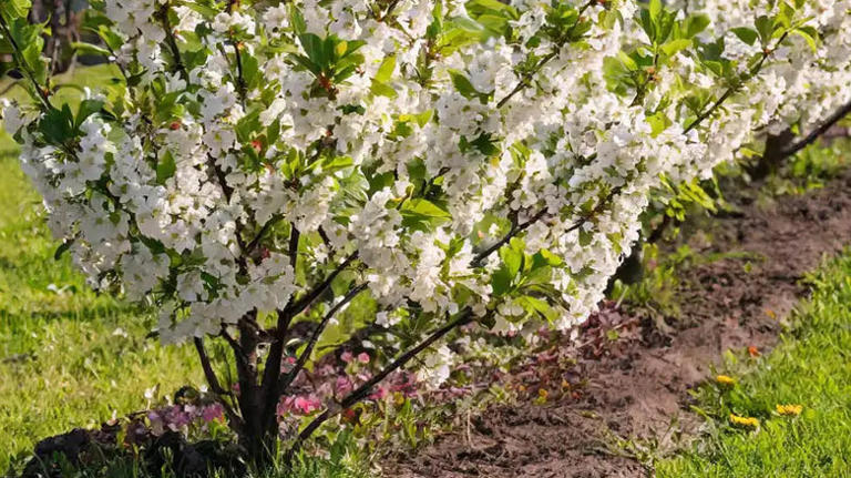 9 compact cherry tree varieties that will thrive in your small garden
