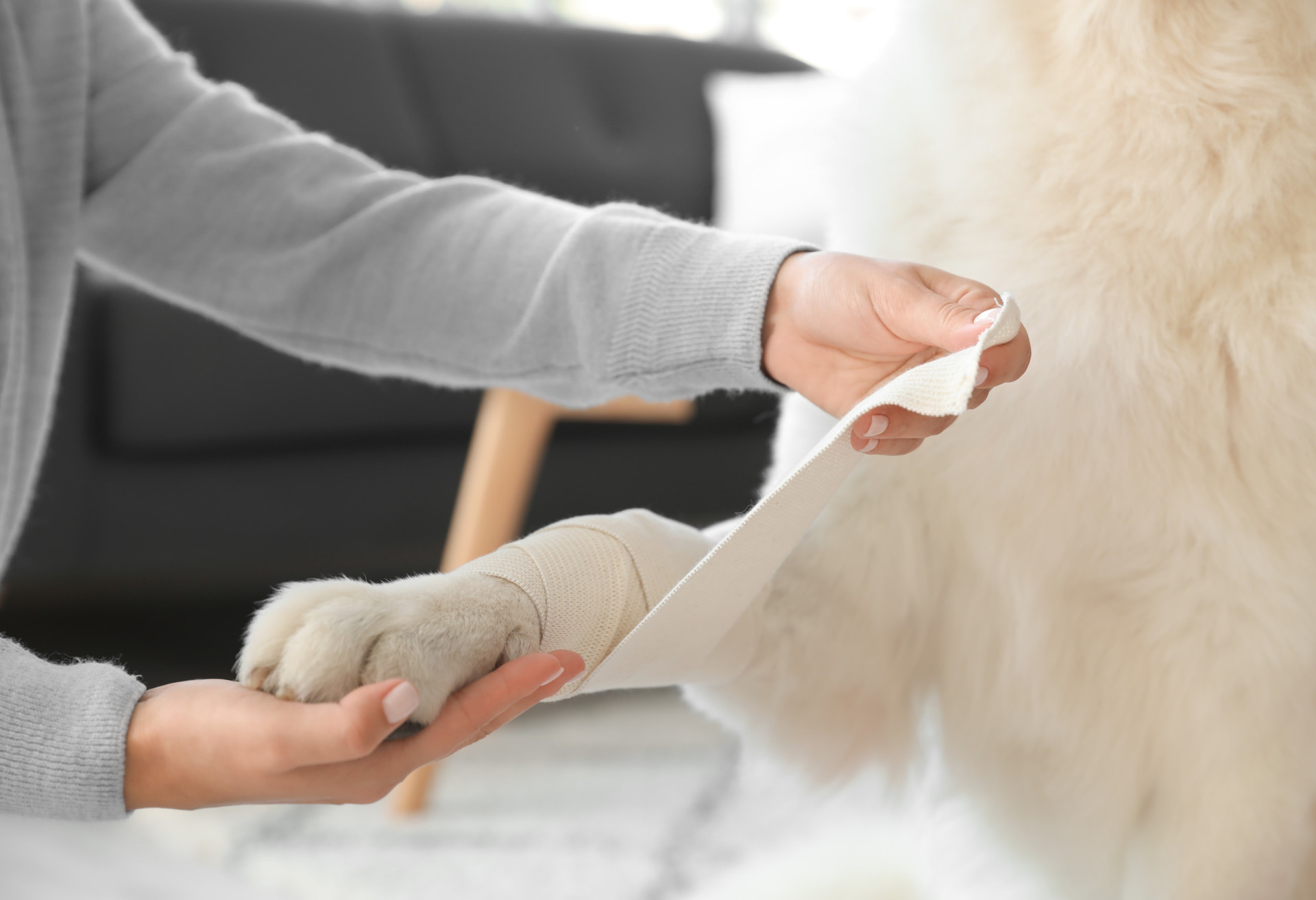 Pet first aid: A basic guide to dealing with a pet emergency