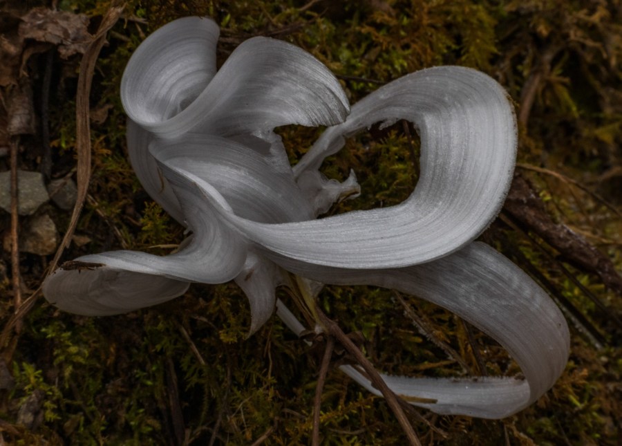 See it: Rare ‘frost flowers’ spotted in Ohio