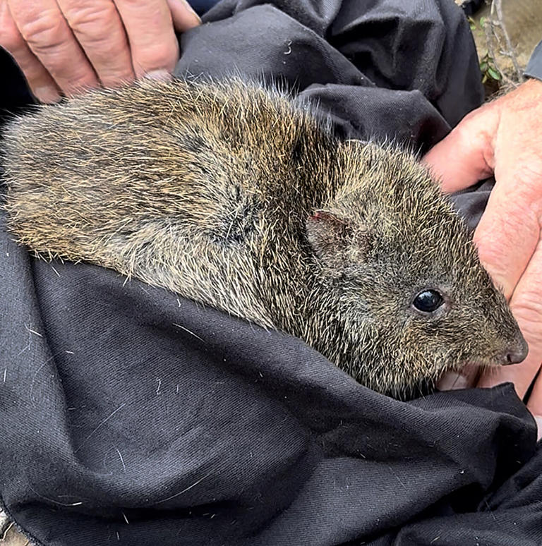World's rarest marsupial: What new research reveals about its survival ...
