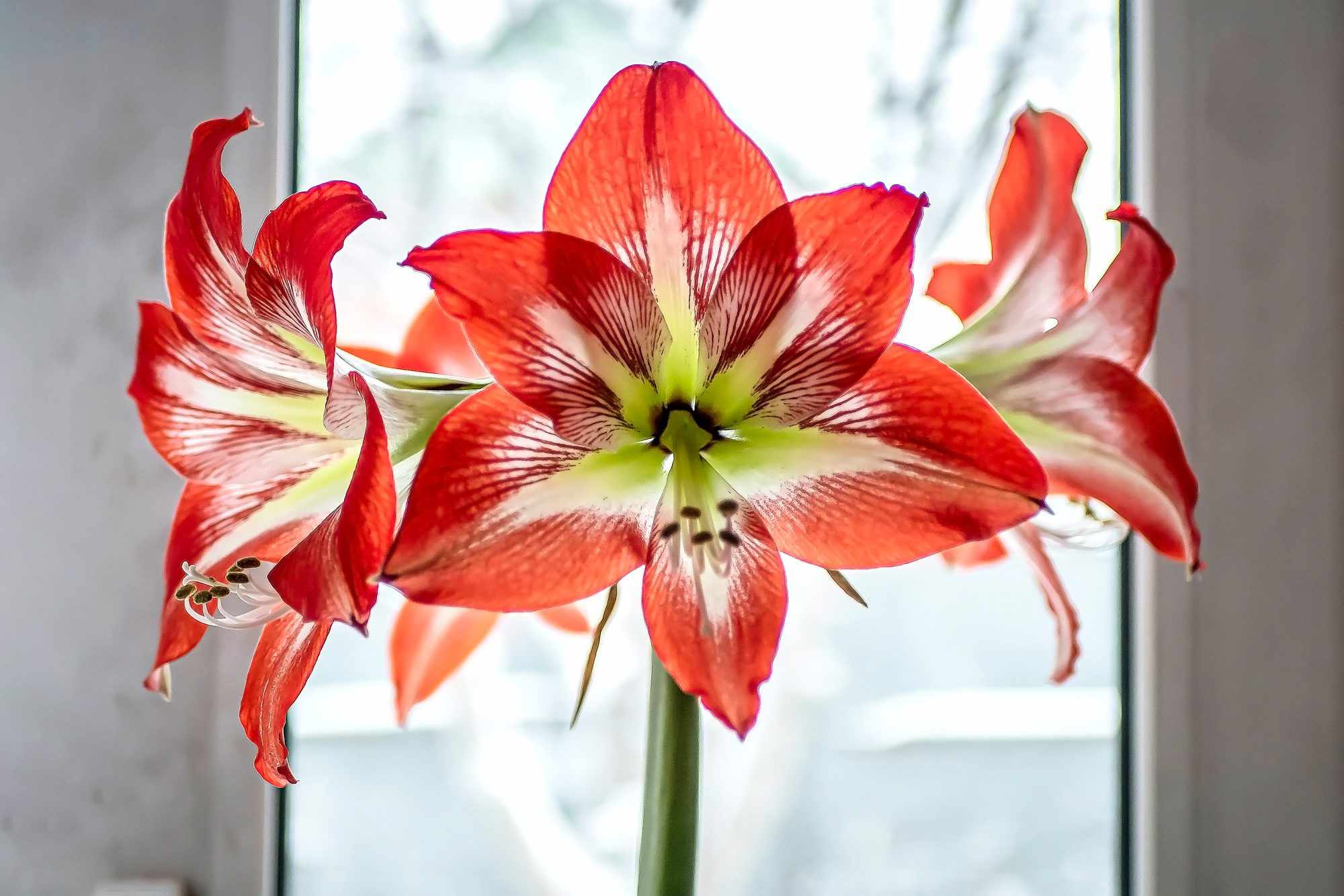 Should you cut back amaryllis leaves? Here's what gardening experts do