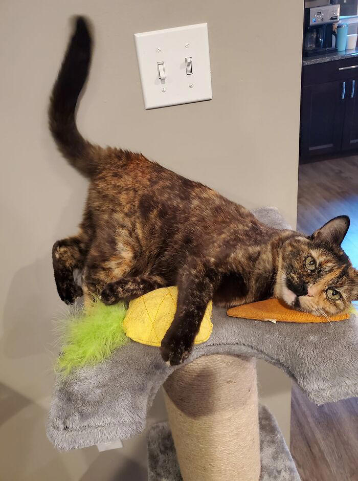 28 of the funniest cat pics that owners uploaded for the unflattering ...