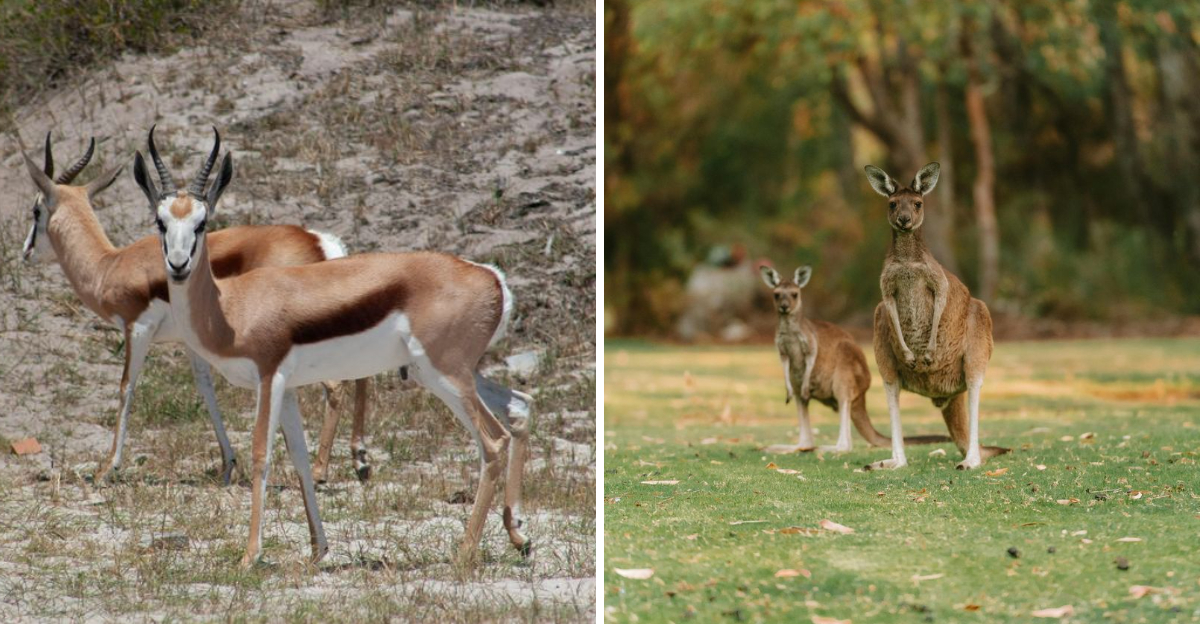 The animal kingdom’s national icons: 10 species that stand for entire ...