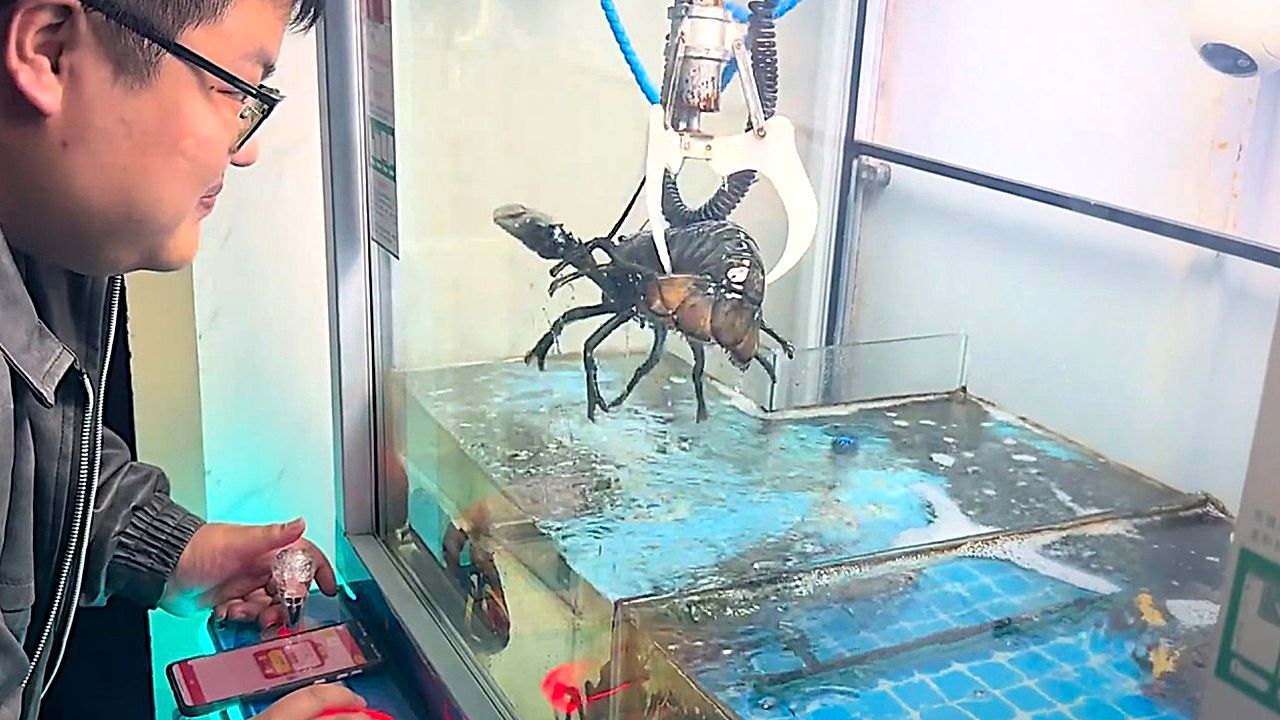 Bizarre moment man finds claw-machine game filled with lobsters