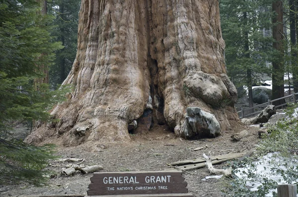 Best places to see giant sequoias in CA
