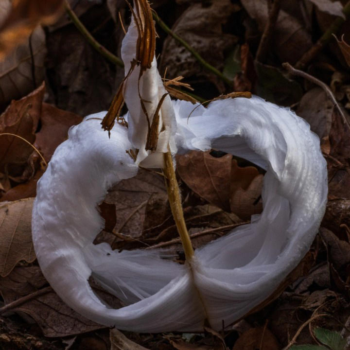 See it: Rare ‘frost flowers’ spotted in Ohio