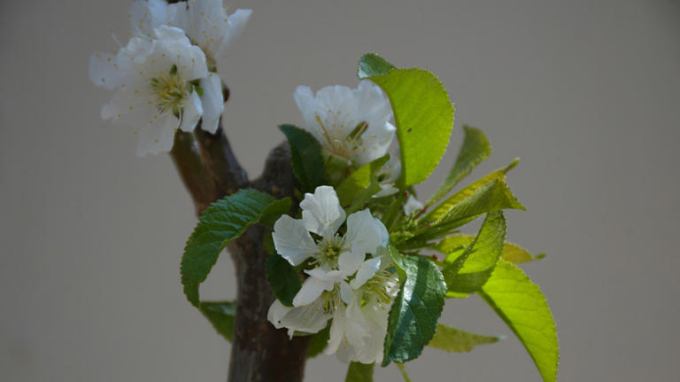 9 compact cherry tree varieties that will thrive in your small garden