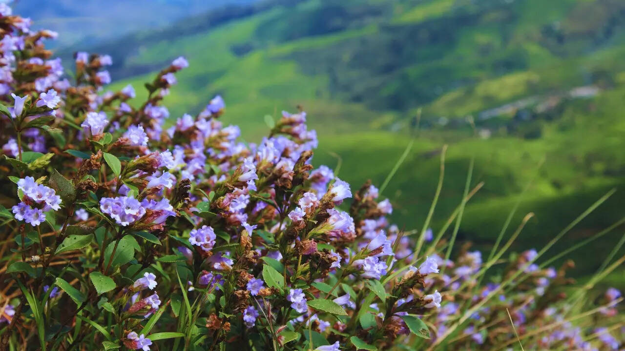 7 plants and trees that flower only once in their lifetime, and where ...