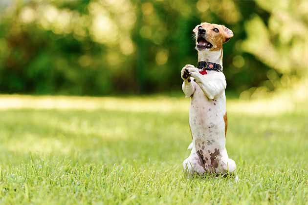 What your dog's behaviors really mean