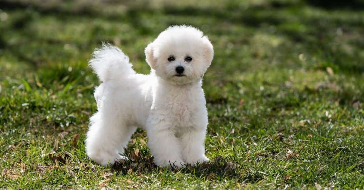 Compact canines: Family-friendly small dog breeds