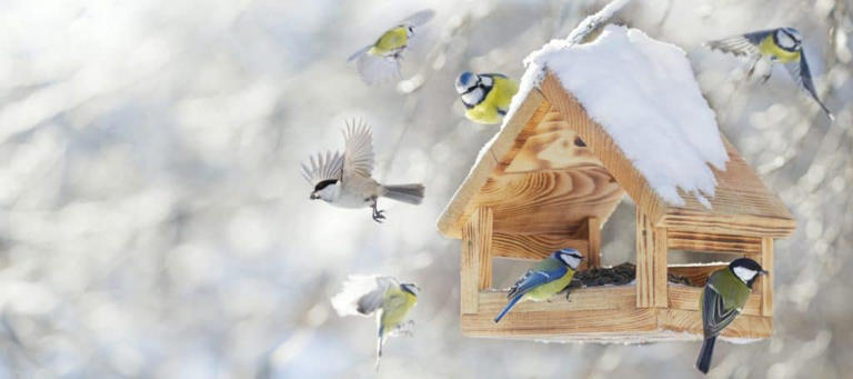 Snowy season visitors: Pennsylvania’s winter feeder birds