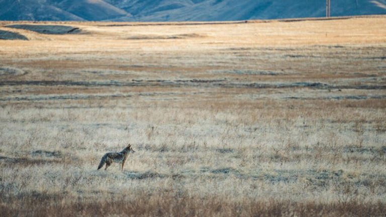 Study reveals why hunting coyotes may actually boost their population
