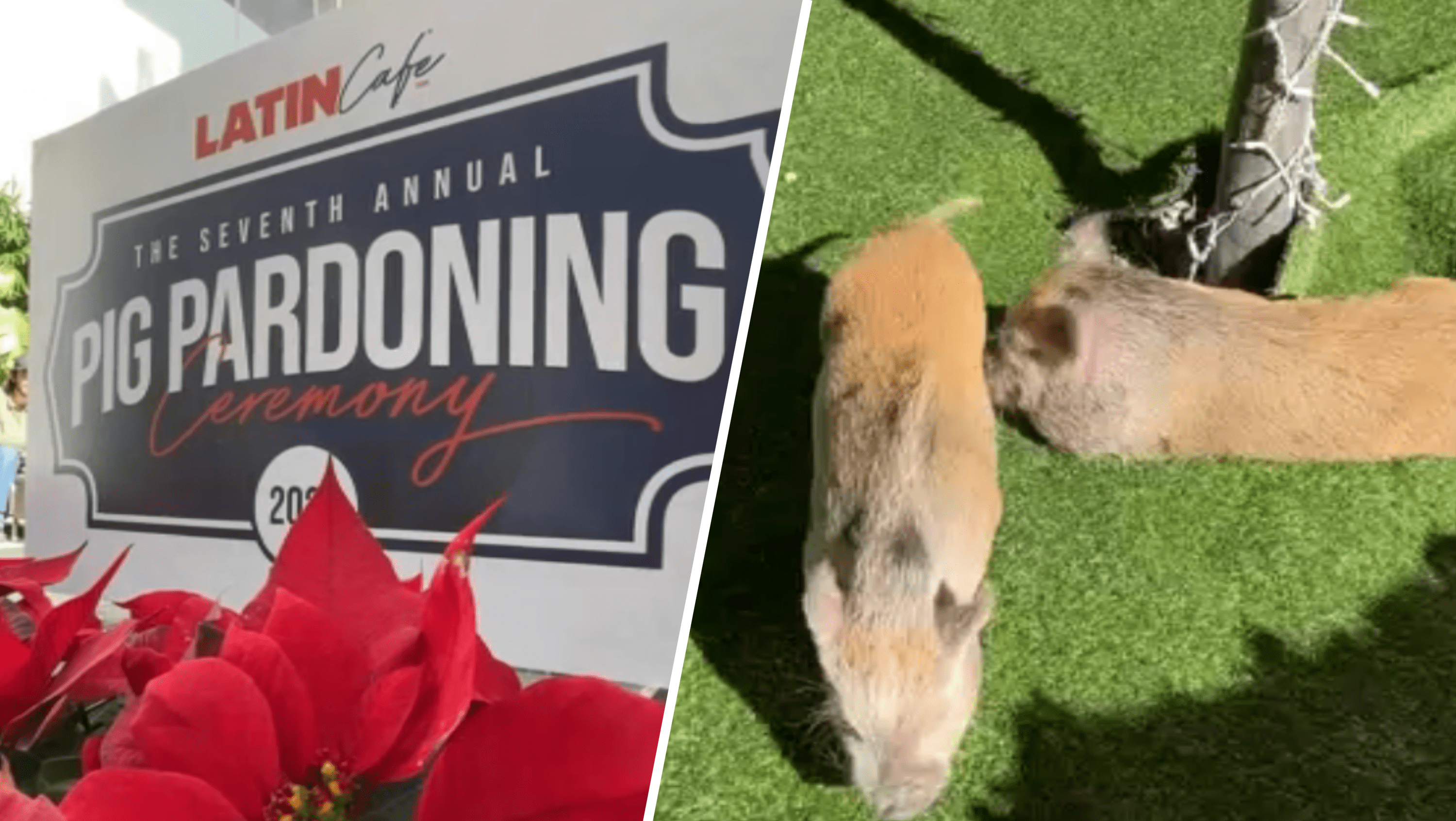 Watch live: Miami-Dade mayor pardons pig, named 6-7, before the holidays
