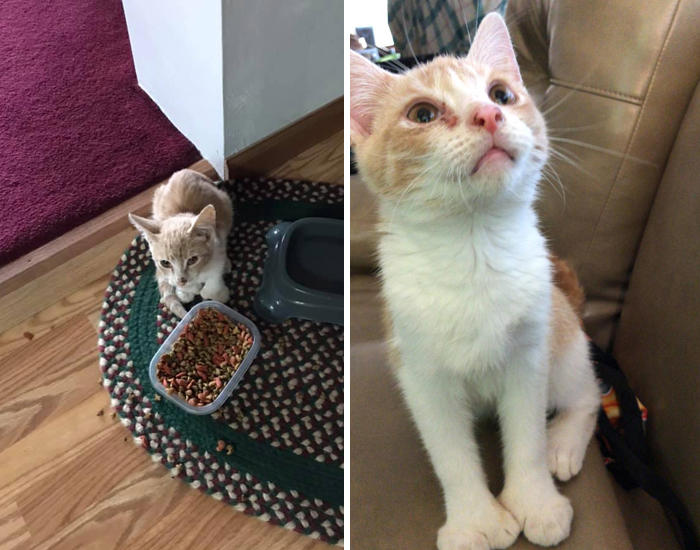 37 of the best ‘my house, not my cat’ moments that have ever happened ...