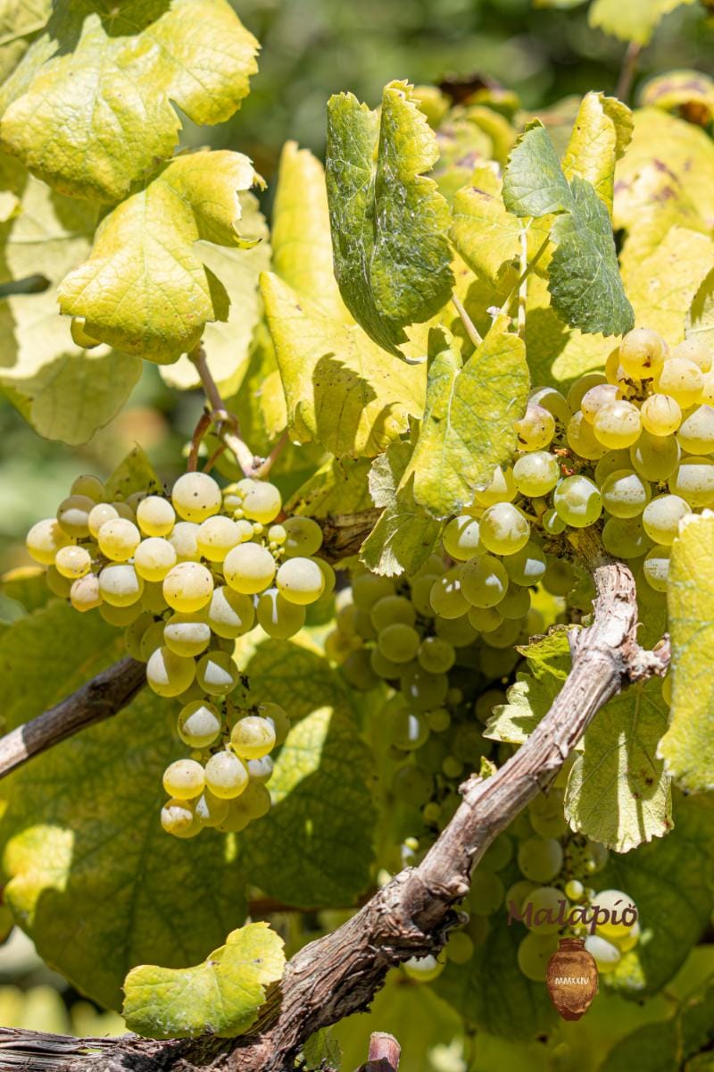 Vinho de talha: na Adega Malápio podes ficar a conhecê-lo