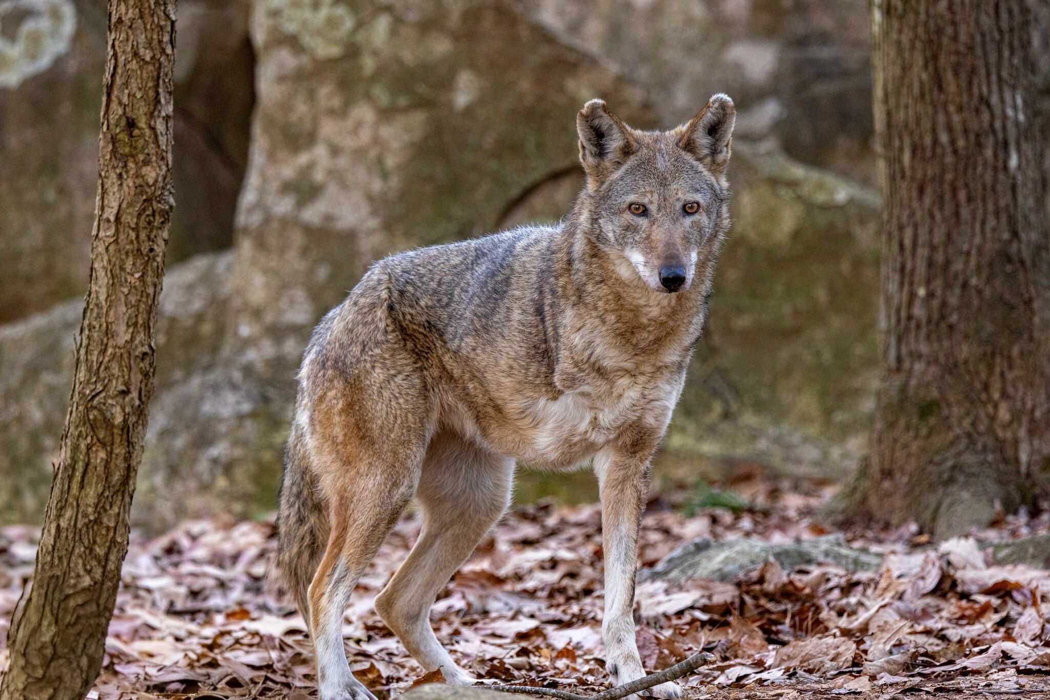 Beloved red wolf dies at North Carolina Zoo: 'Champion for her species'