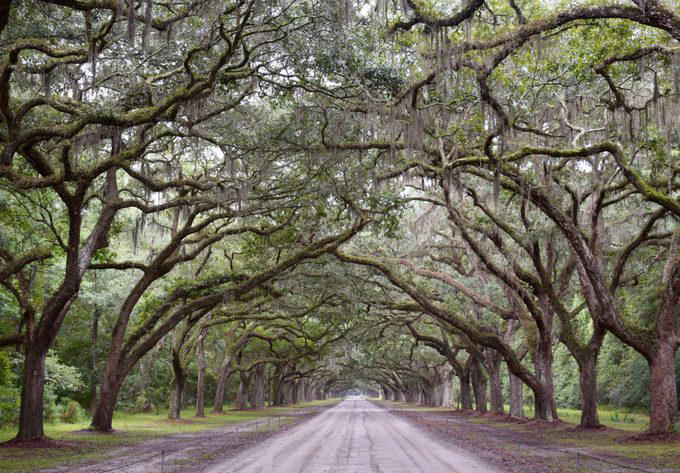 Does Spanish moss harm live oak trees?