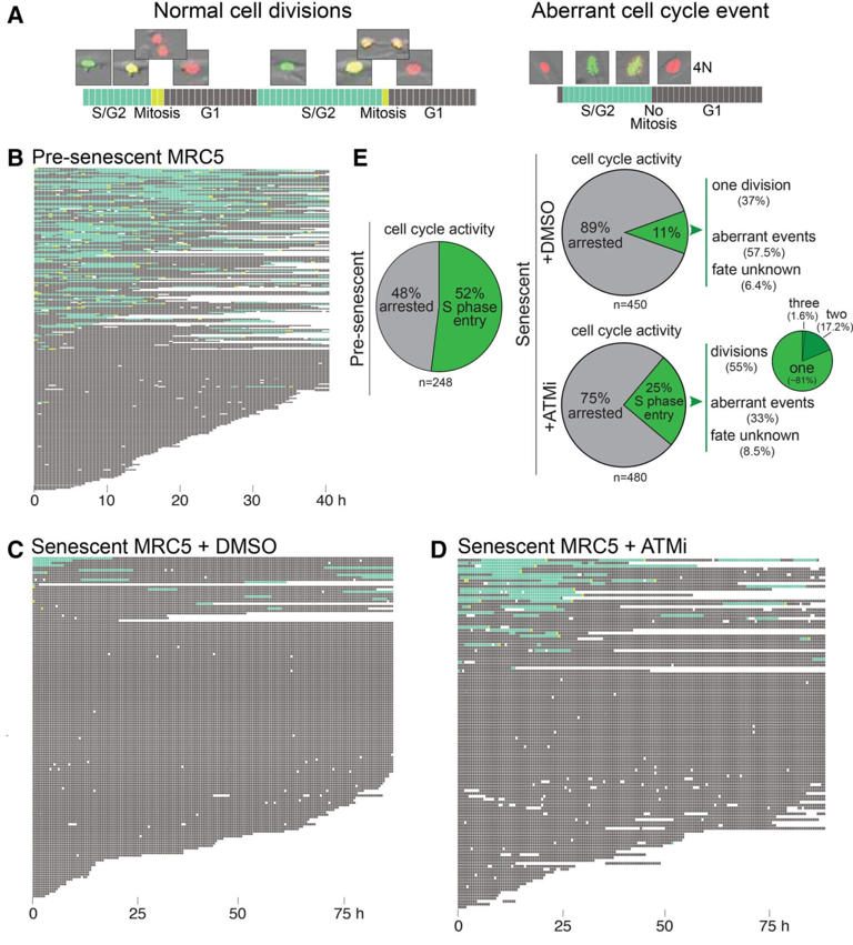 A single protein decides when human cells grow old, study finds