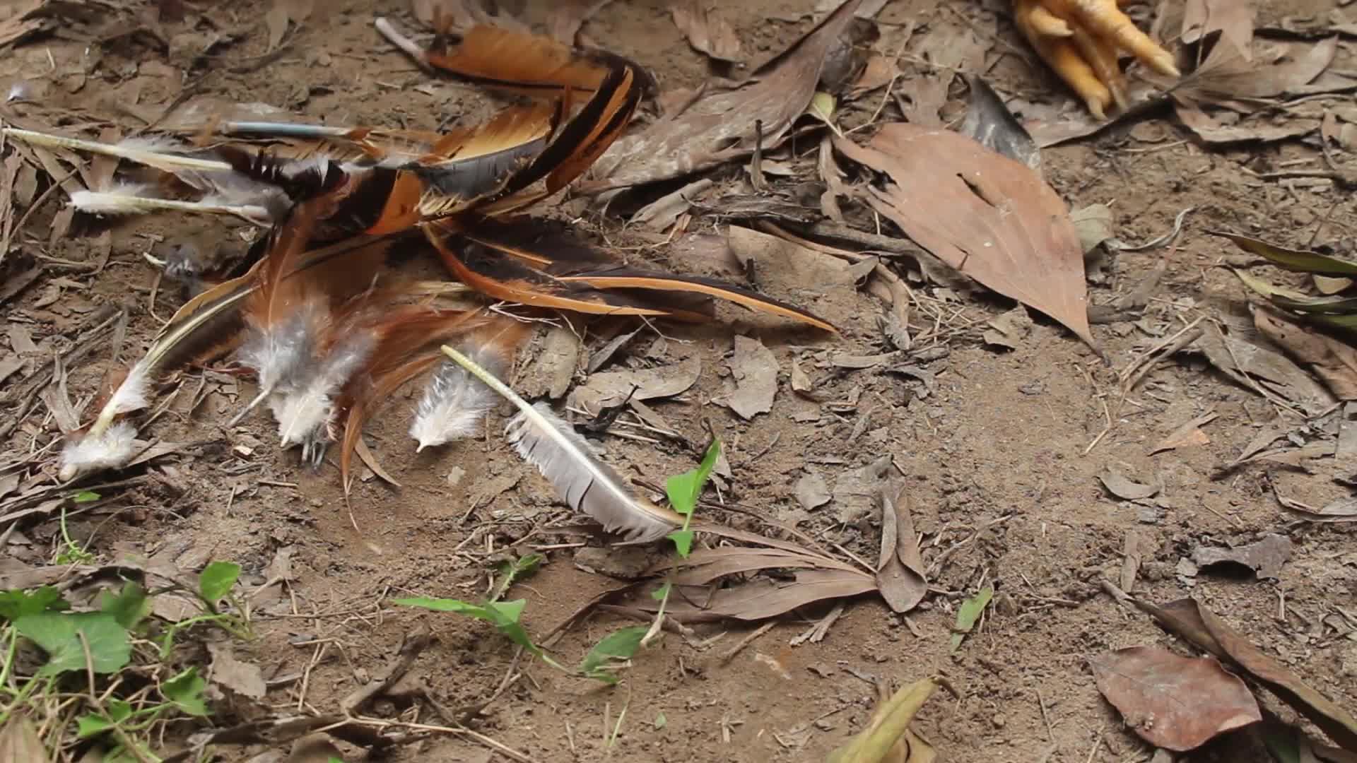 Simple chicken trap in nature
