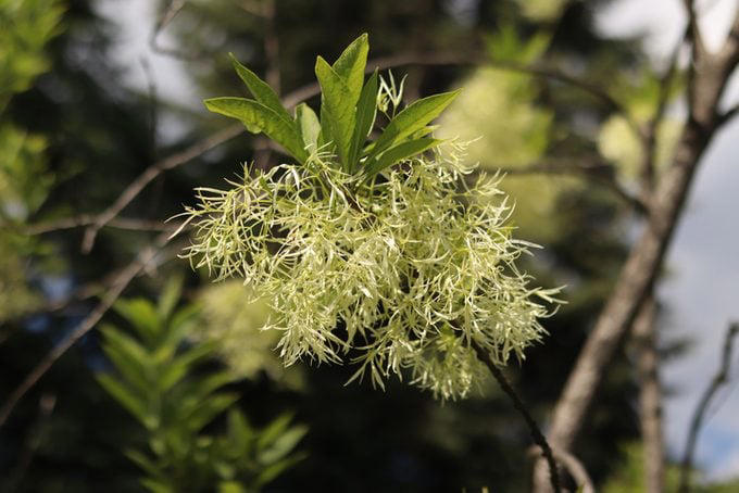 9 pretty flowering trees for your backyard
