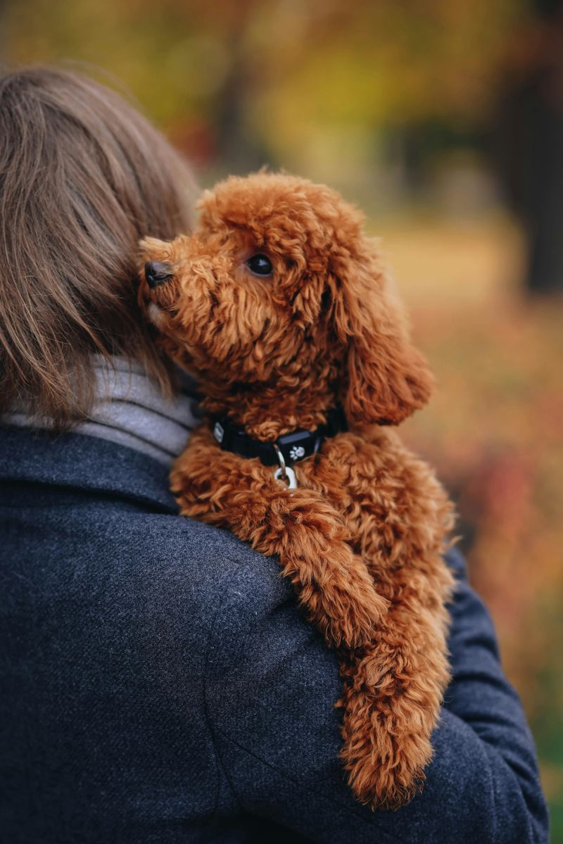 Vet reveals top 6 dog breeds that act the most like humans
