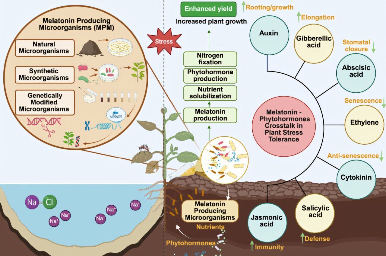 Melatonin wakes up plants, stimulating growth and boosting stress tolerance
