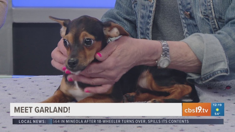 Tuesday tails: Meet Garland from the SPCA of East Texas